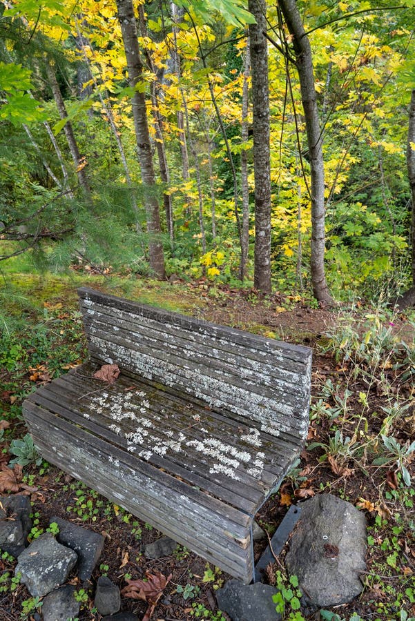 A Lichen Covered Wood Bench in the Forest Stock Photo - Image of ...