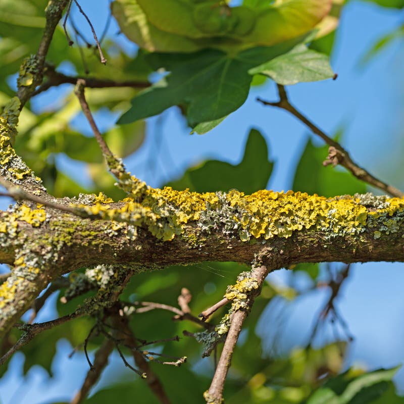 Lichen on a deciduous tree stock image. Image of infestation - 374130205