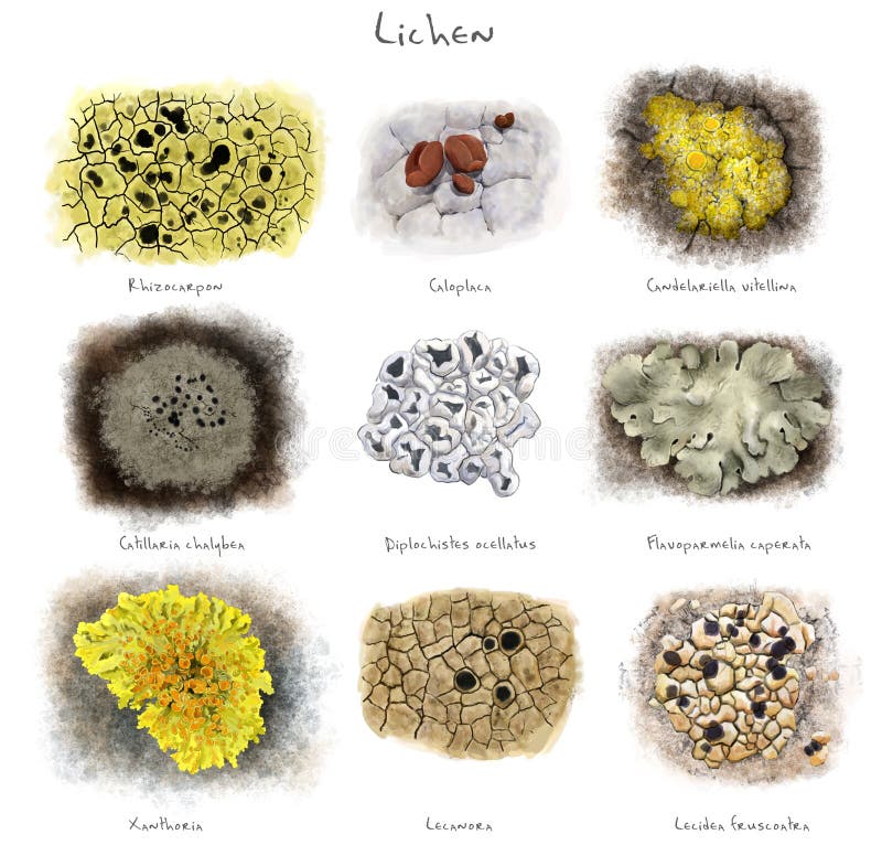 Lichen Stock Illustrations – 3,040 Lichen Stock Illustrations, Vectors ...