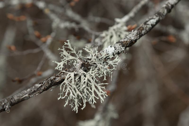 Lichen Evernia Prunastri Growing on Oak Tree Branch Stock Photo - Image ...