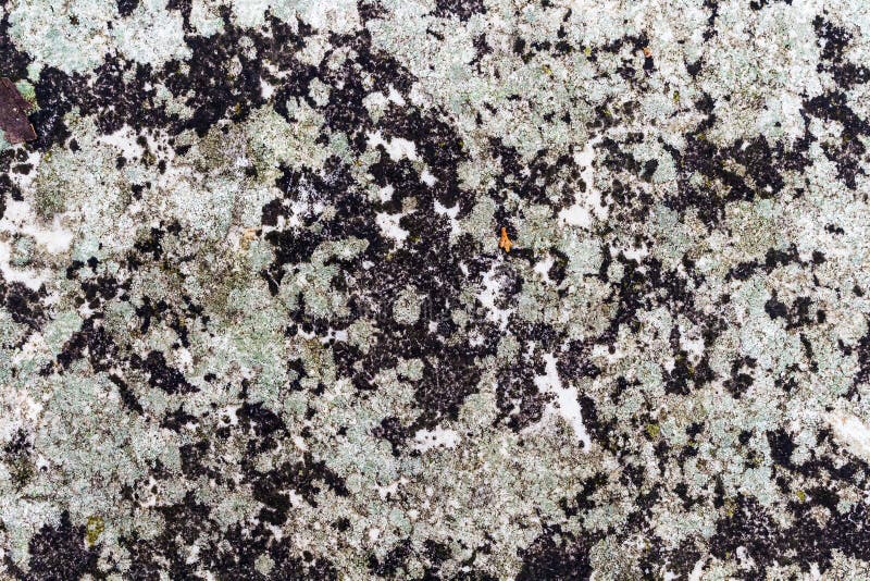 Lichen on a Flat Stone Forms a Contrasting Texture, the Concept of ...