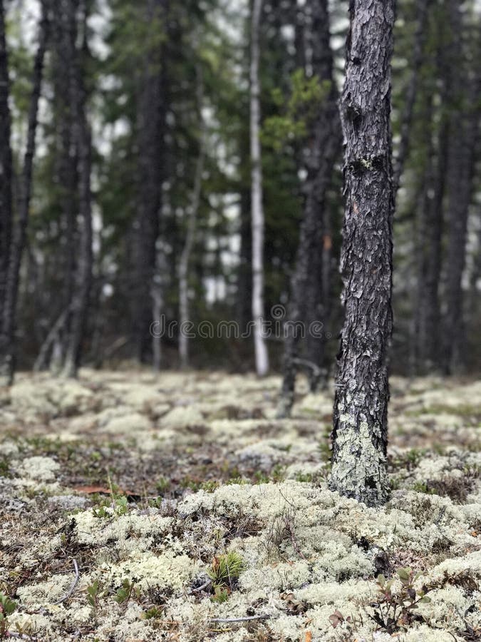 Lichen in the forest stock photo. Image of tree, forest - 98253582