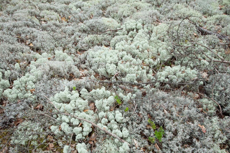 Lichen in Forest Nature Background Stock Photo - Image of lichen, mossy ... Lichen in Forest Nature Background Stock Photo - Image of lichen, mossy ...