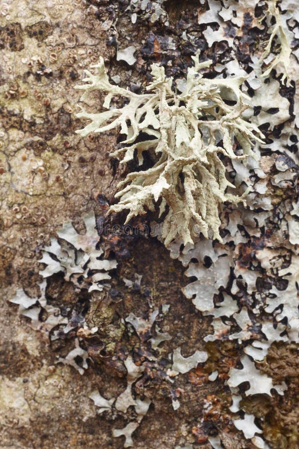 Lichen Formation on a Textured Tree Bark Stock Photo - Image of ...