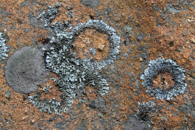 Lichen fungi on rocks stock image. Image of moss, north - 216413019