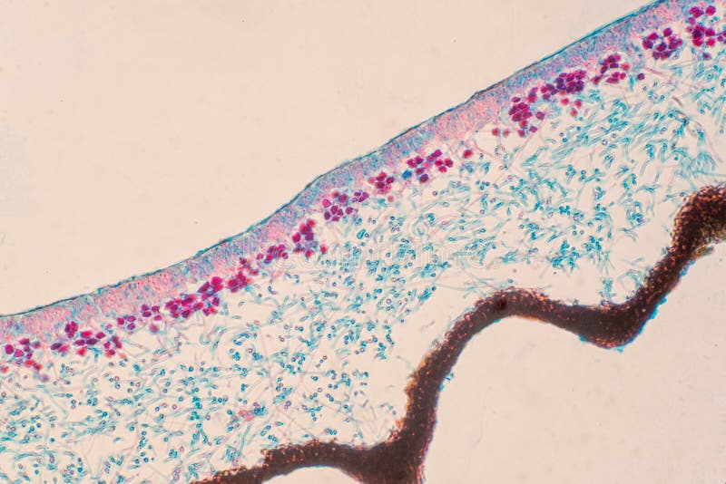 Lichen, Fungus, Cross Section Slide Under the Microscope View Stock ...
