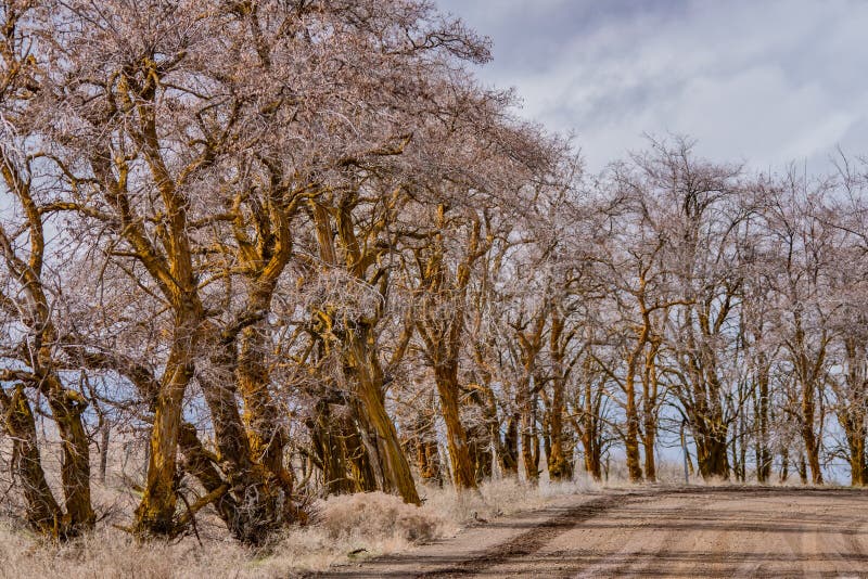 Lichen Glowing Locust Trees Stock Photos - Free & Royalty-Free Stock ...