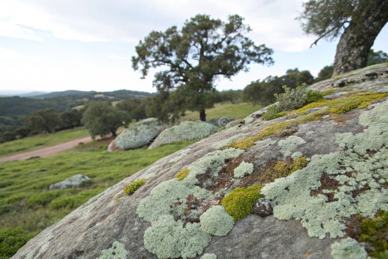 Lichen on Granite Rock in Sardinia, Italy Stock Illustration ...