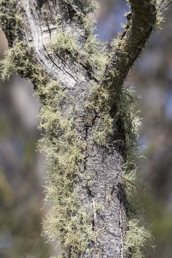 Lichen stock image. Image of bark, australia, growing - 199076237