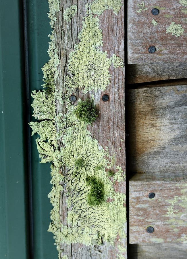 Lichen Growing on a Timber Frame Home Stock Image - Image of algae ...