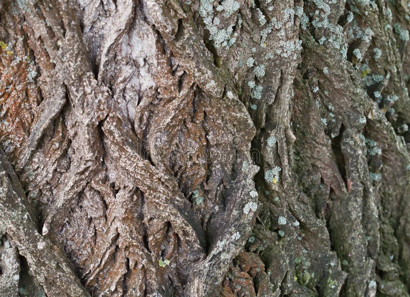 Natural Patterns and Lines on Tree Bark. Stock Image - Image of natural ...