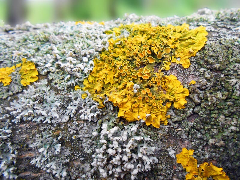 Lichen growing on wood stock photo. Image of moss, liquen - 100614412