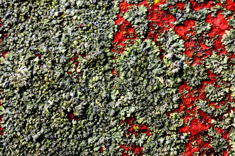 Lichen grown on a red wall stock photo. Image of concrete - 199406036
