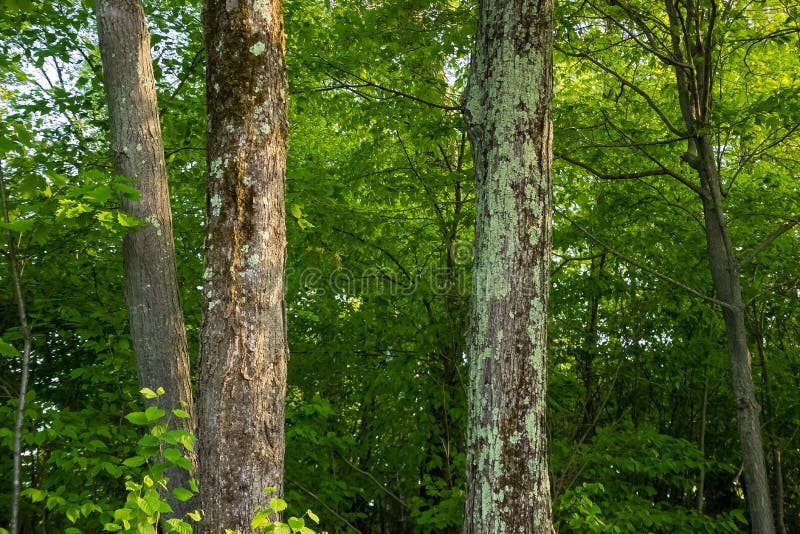 Lichen Grows on Coniferous Tree in a Boreal Forest of the Northwoods ...