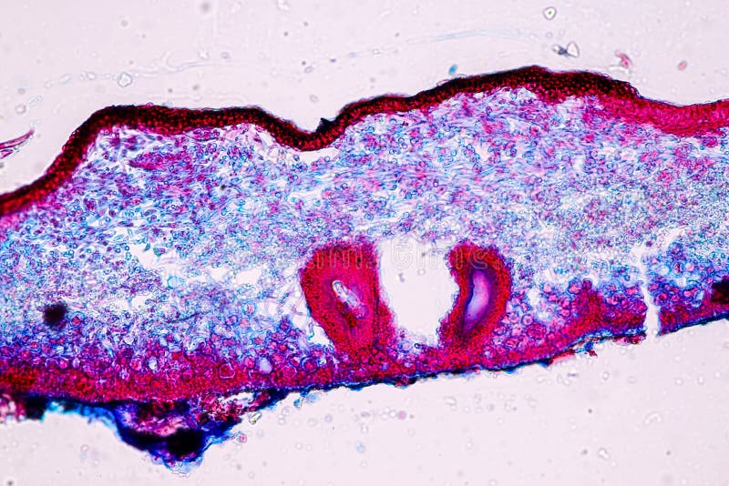 Lichen Microscope Slide