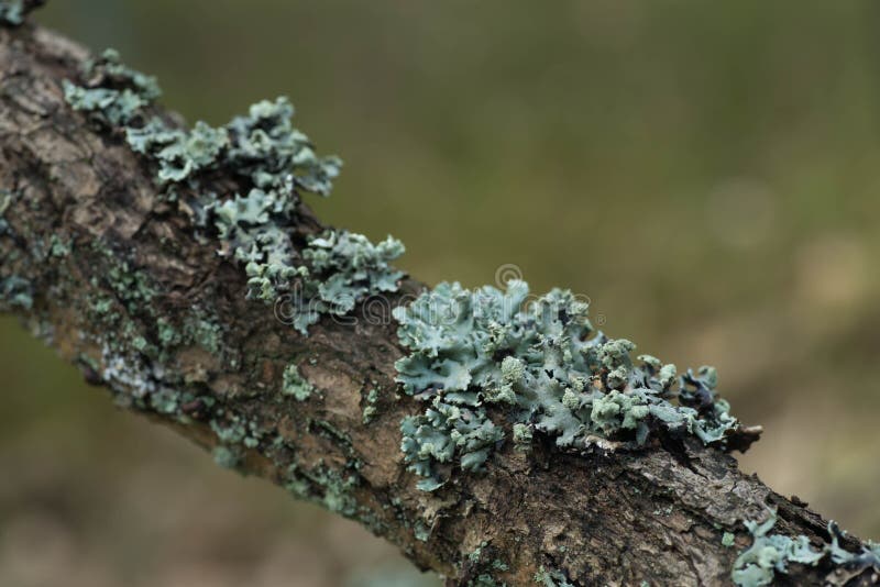 Lichen Hypogymnia Physodes on Tree Branch Stock Image - Image of detail ... Lichen Hypogymnia Physodes on Tree Branch Stock Image - Image of detail ...