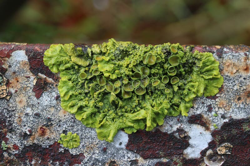 Rust, Lichen and Flaky Paint Stock Photo - Image of flaky, lichen: 59737764