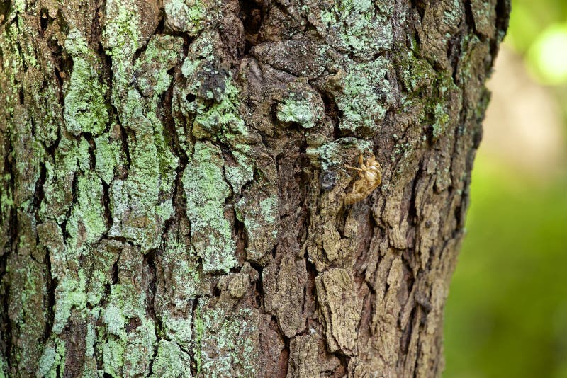 The Lacquer Tree in Du Fu Thatched Cottage Park, Adobe Rgb Stock Image ...
