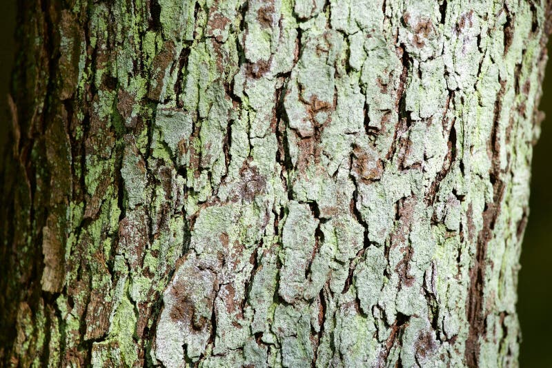 The Lacquer Tree in Du Fu Thatched Cottage Park, Adobe Rgb Stock Image ...