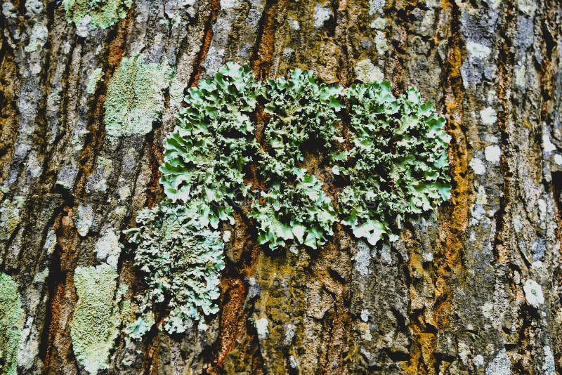 Lichen stock photo. Image of lichen, hypogymnia, backdrop - 78108240