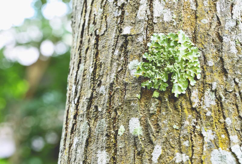 Lichen stock photo. Image of environment, ecology, lichen - 78108306
