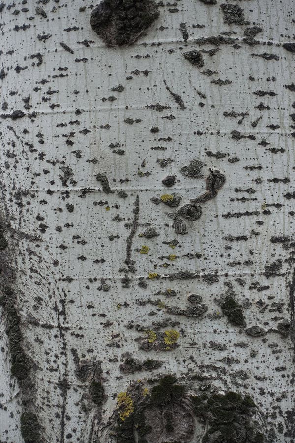 Lichen on Light Grey Bark of Silver Poplar Stock Photo - Image of ...