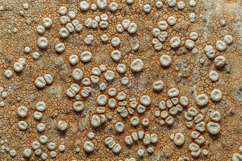 Microscopic Lichen Lichenes with Recesses Apothecia Apothecium ...