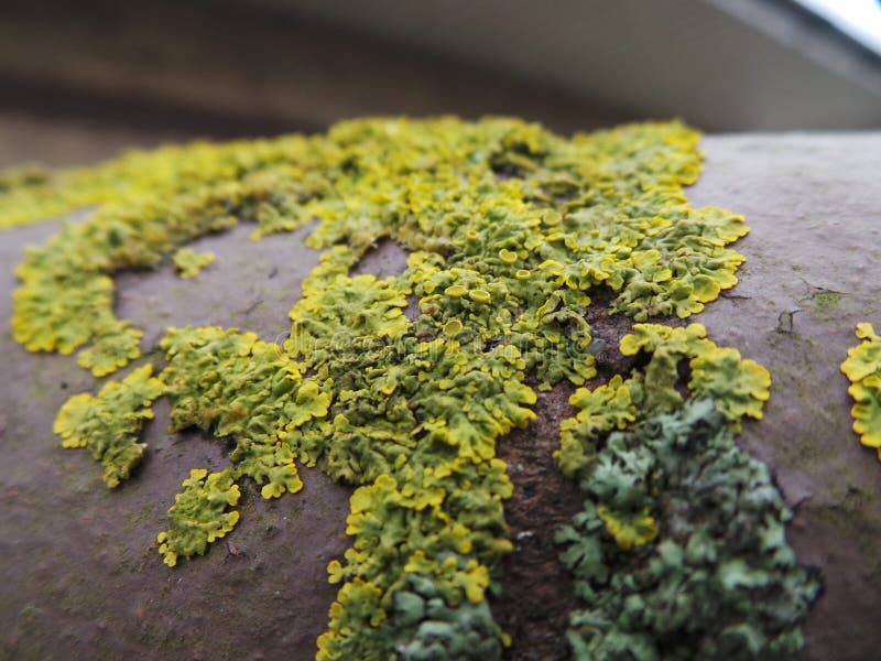 Lichen on Brick Close Up stock photo. Image of texture - 79398736