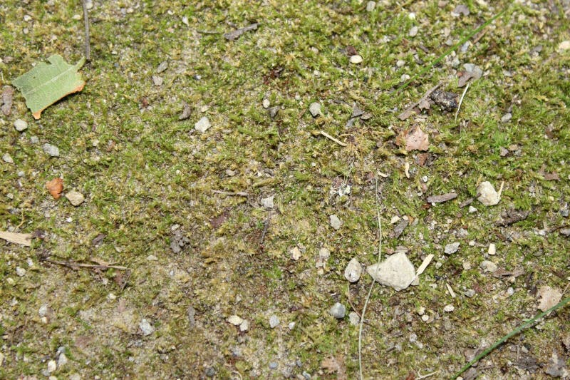 Lichen Moss Ground Cover Texture Macro Stock Photo - Image of tree, great: 286272810