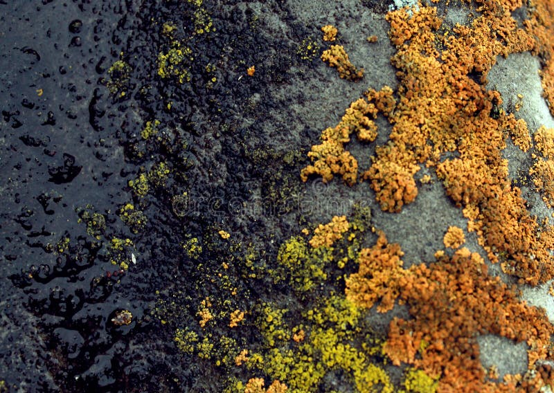 Lichen Moss Growing on the Bark of a Tree. Texture of Tree Bark with ...