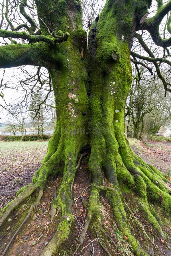 Lichen moss on old tree stock photo. Image of plant, tranquil - 83156504