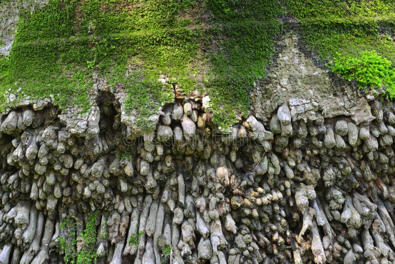 Lichen and Moss on a Palm Trunk Stock Image - Image of lichen ...