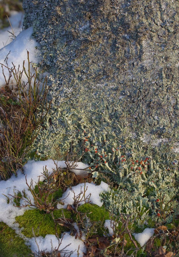 Lichen and Moss on a Tree Trunk Stock Image - Image of covered, biotope ...