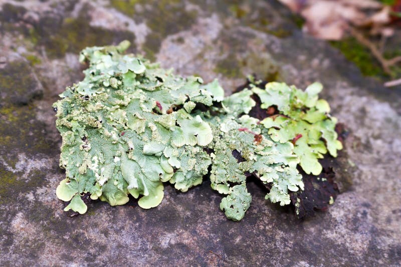 Lichen Moss stock photo. Image of decomposer, growing - 32695070 Lichen Moss stock photo. Image of decomposer, growing - 32695070