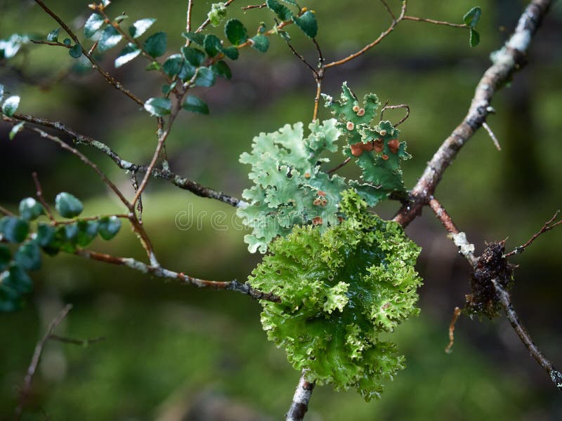 Myrtle Tree Tasmania Stock Photos - Free & Royalty-Free Stock Photos ...