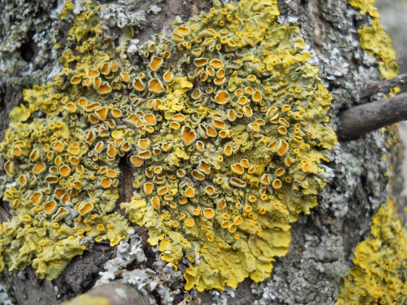 Lichen on a tree stock image. Image of trees, harms - 102744049