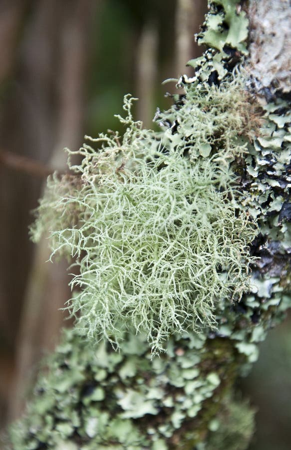 Lichen on an Old Tree Branch Stock Photo - Image of nature, green: 21910192