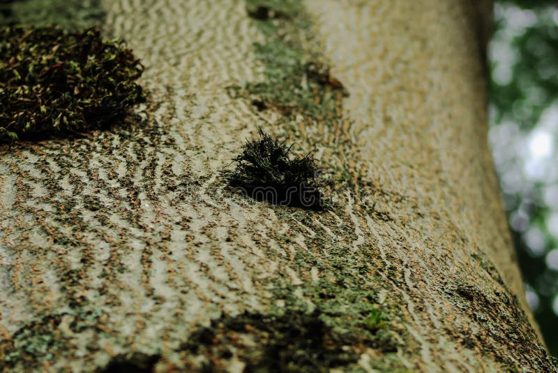 Lichen Over a Tree Trunk with Lines Texture Stock Photo - Image of bark ...