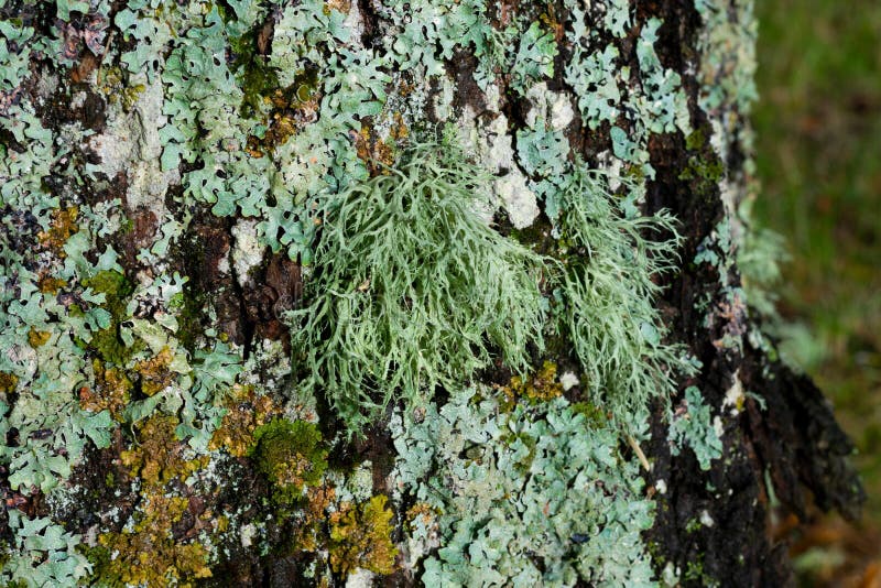 Lichen Parmelia are Growing on Tree Trank. Stock Image - Image of field ...