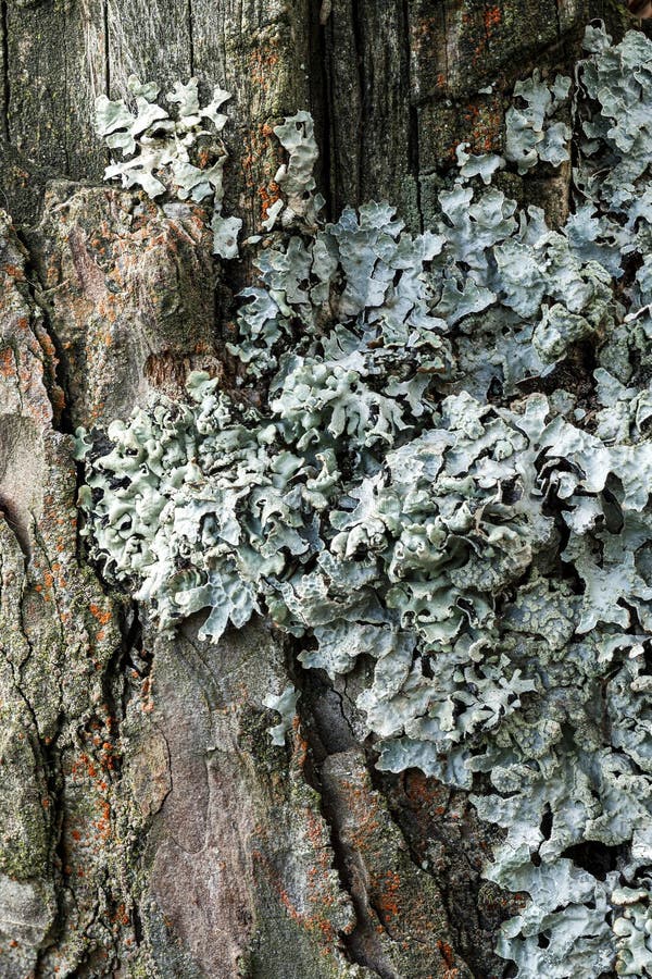 Lichen Parmelia Sulcata on an Old Tree Stump in a Pine Forest, Super ...