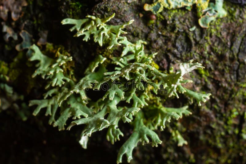 Lichen - Parmotrema Reticulatum Growing on Fallen Log Stock Image ...