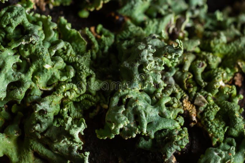 Lichen - Parmotrema Reticulatum Growing on Fallen Log Stock Photo ...