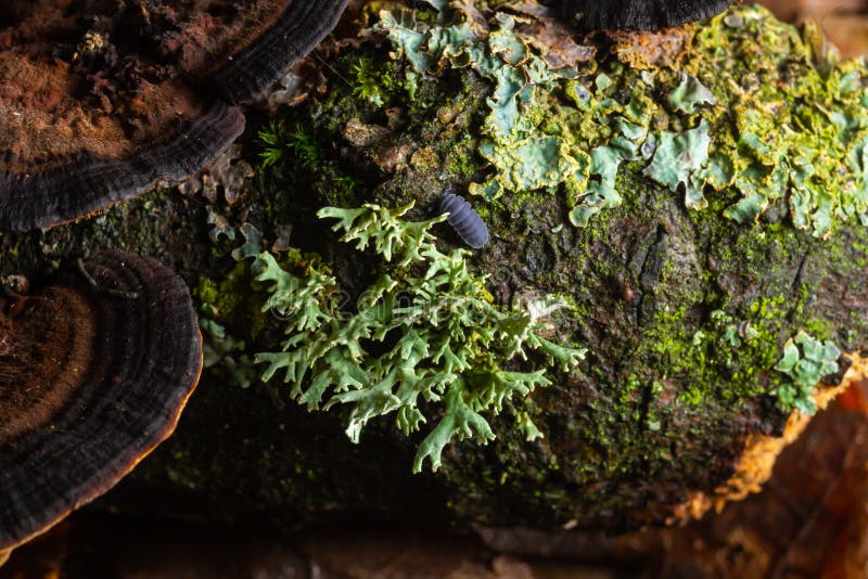 Lichen - Parmotrema Reticulatum Growing on Fallen Log Stock Image ...