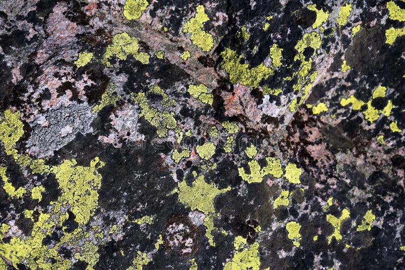 Lichen pattern on stones. stock image. Image of surface - 266072919
