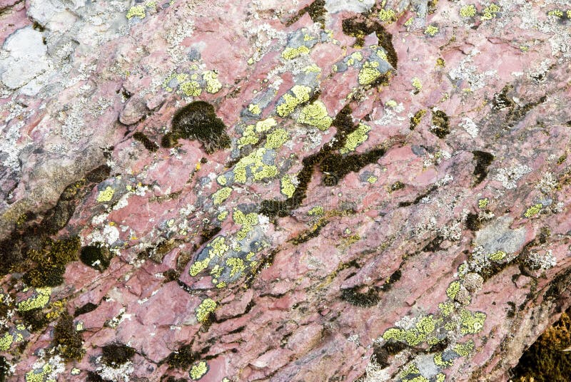 Lichen on pink rock stock photo. Image of pink, nature - 12177634
