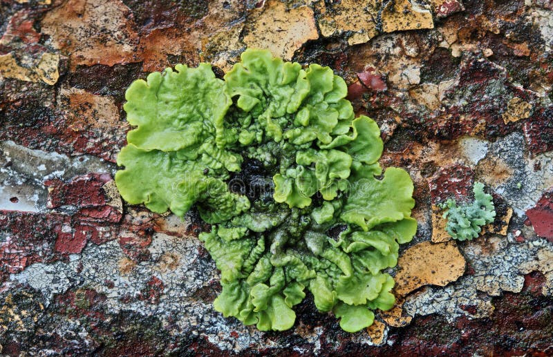 Rust, Lichen and Flaky Paint Stock Photo - Image of growing, flaky ...