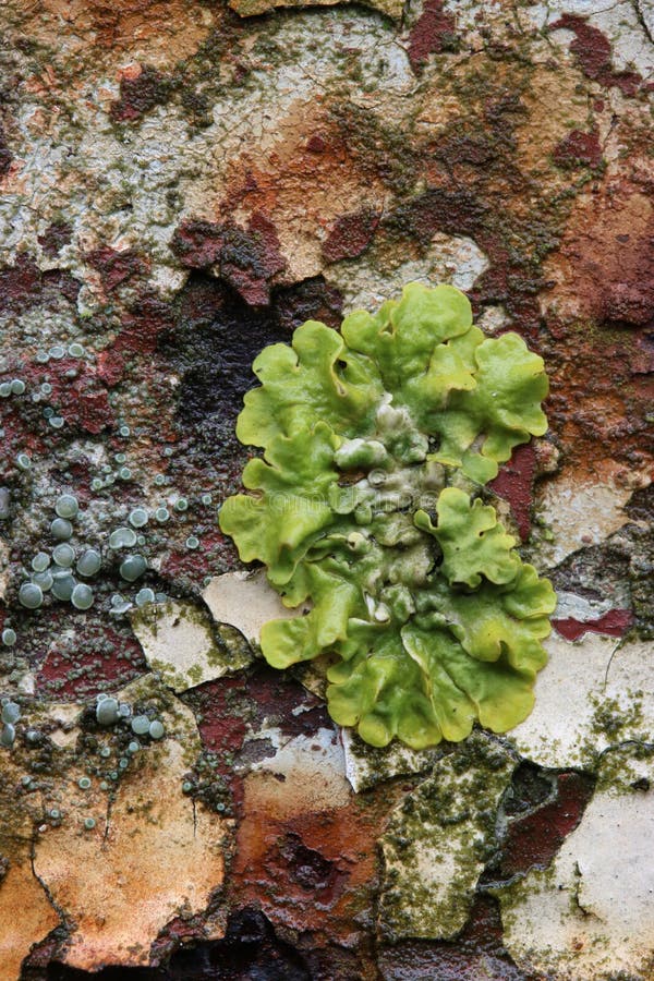 Rust, Lichen and Flaky Paint Stock Photo - Image of growing, flaky ...