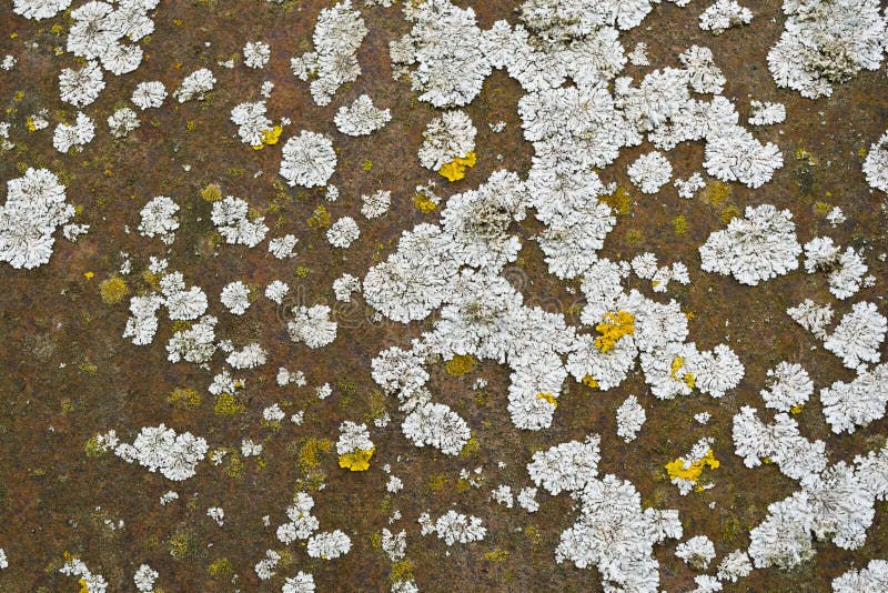 Lichen on a rusted metal stock photo. Image of decay - 34179080