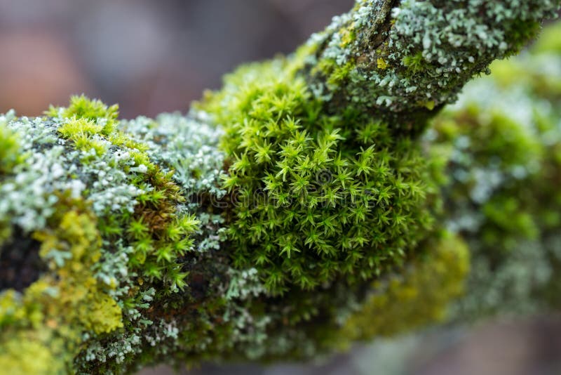 Lichen Species and Moss on Tree Branch Selective Focus Stock Image ...