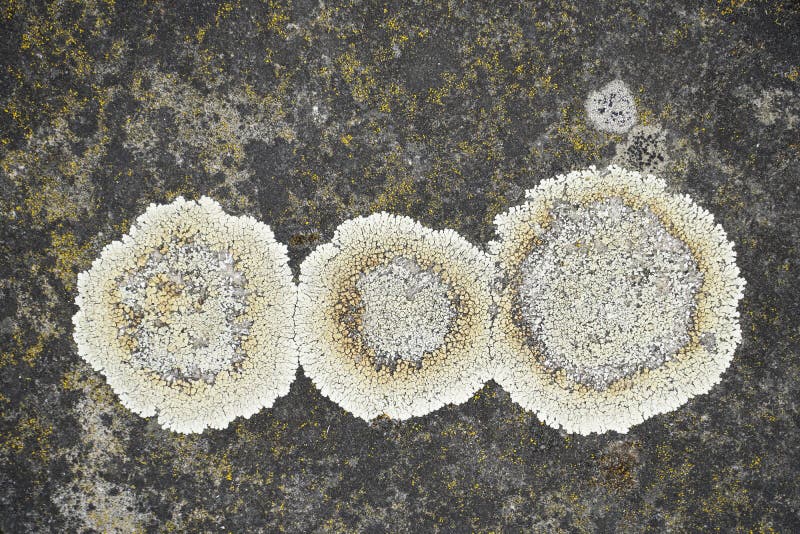 Lichen in Stone Background. Stock Image - Image of lichen, stone: 259816439